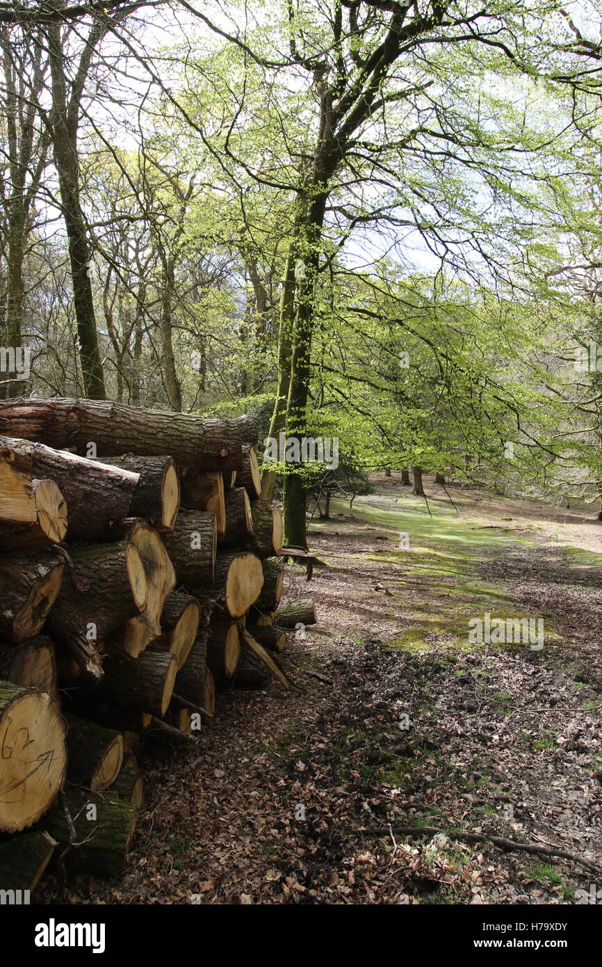 Logging pile hi-res stock photography and images - Alamy