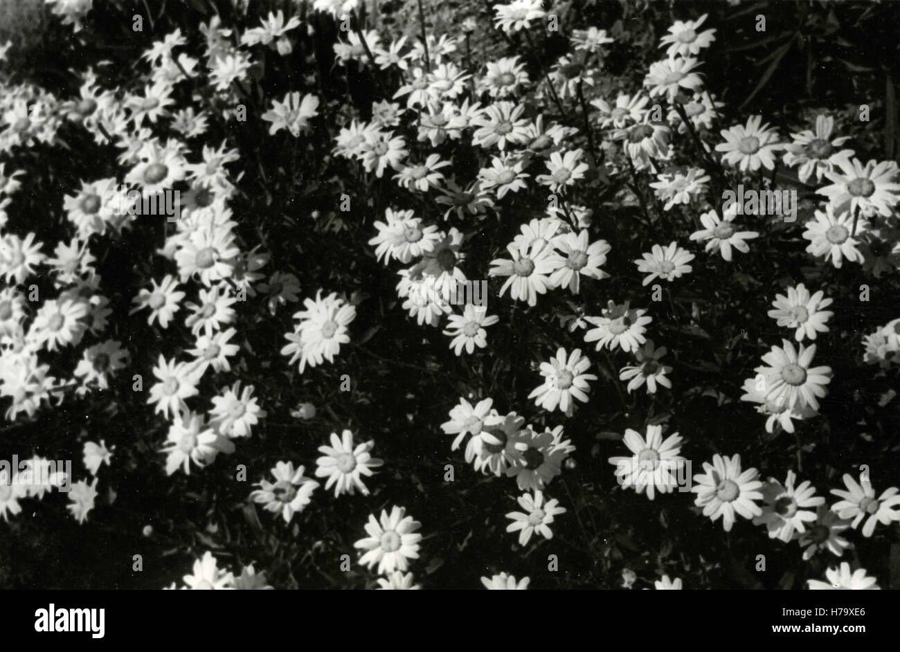 Daisy officinalis, Split, Croatia Stock Photo - Alamy