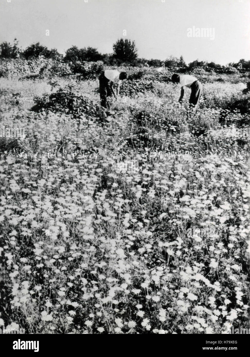 Field of daisy officinalis, Split, Croatia Stock Photo - Alamy