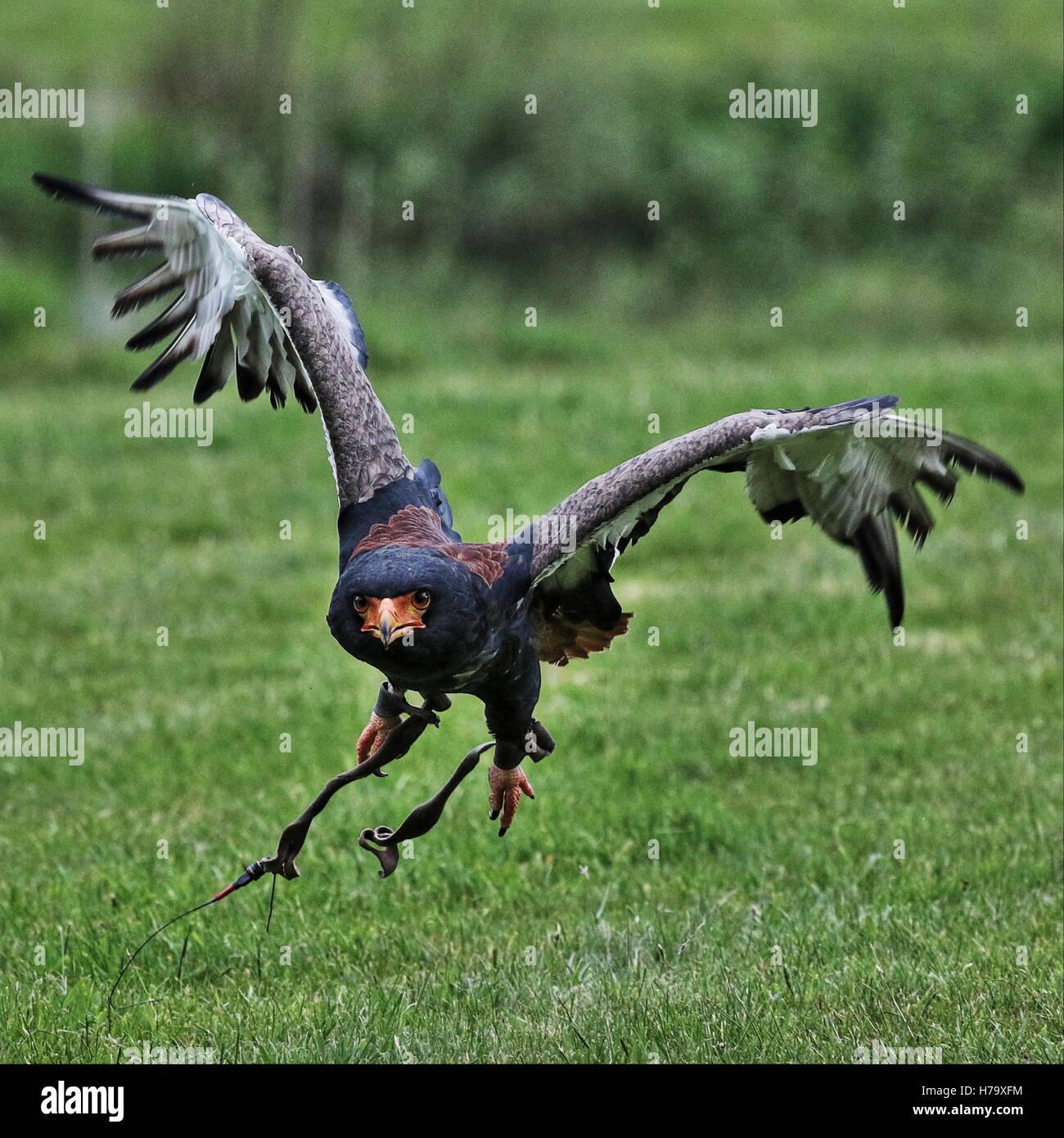 Bateleur Eagle in flight Stock Photo - Alamy