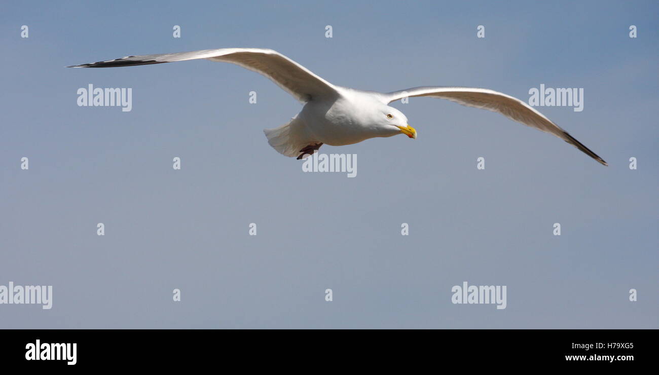 Seagull in flight Stock Photo - Alamy
