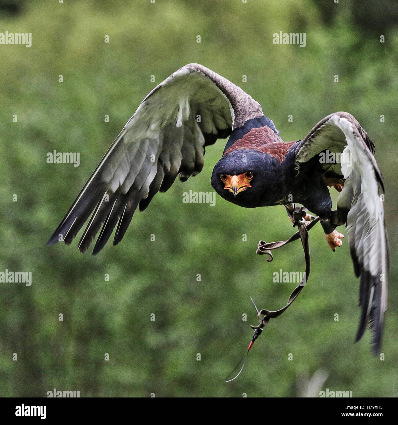 Bateleur Eagle in flight Stock Photo - Alamy