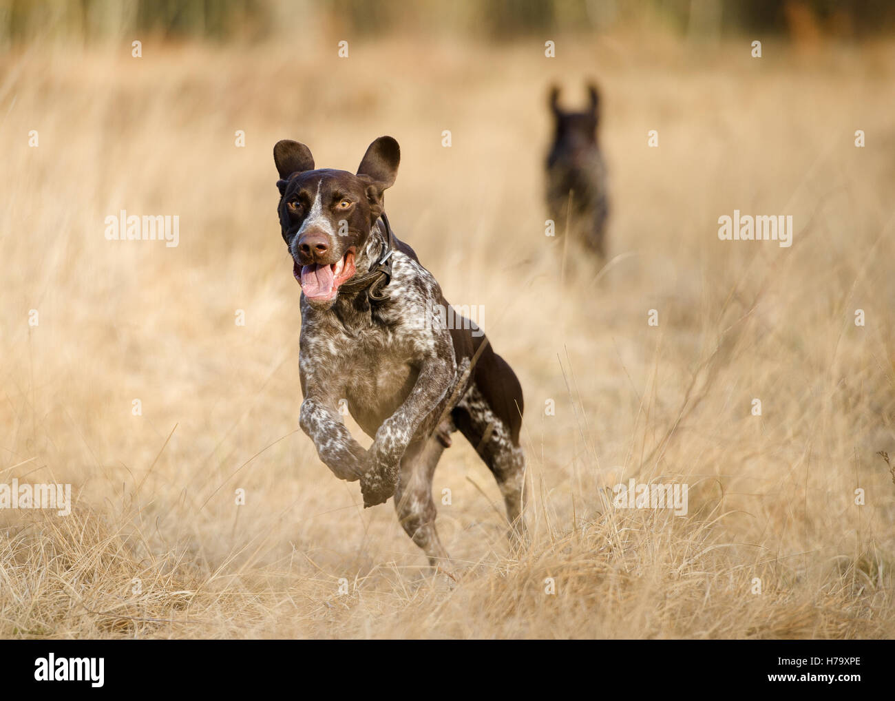 German Shorthaired Pointer Dog Gsp Stock Photos & German Shorthaired ...