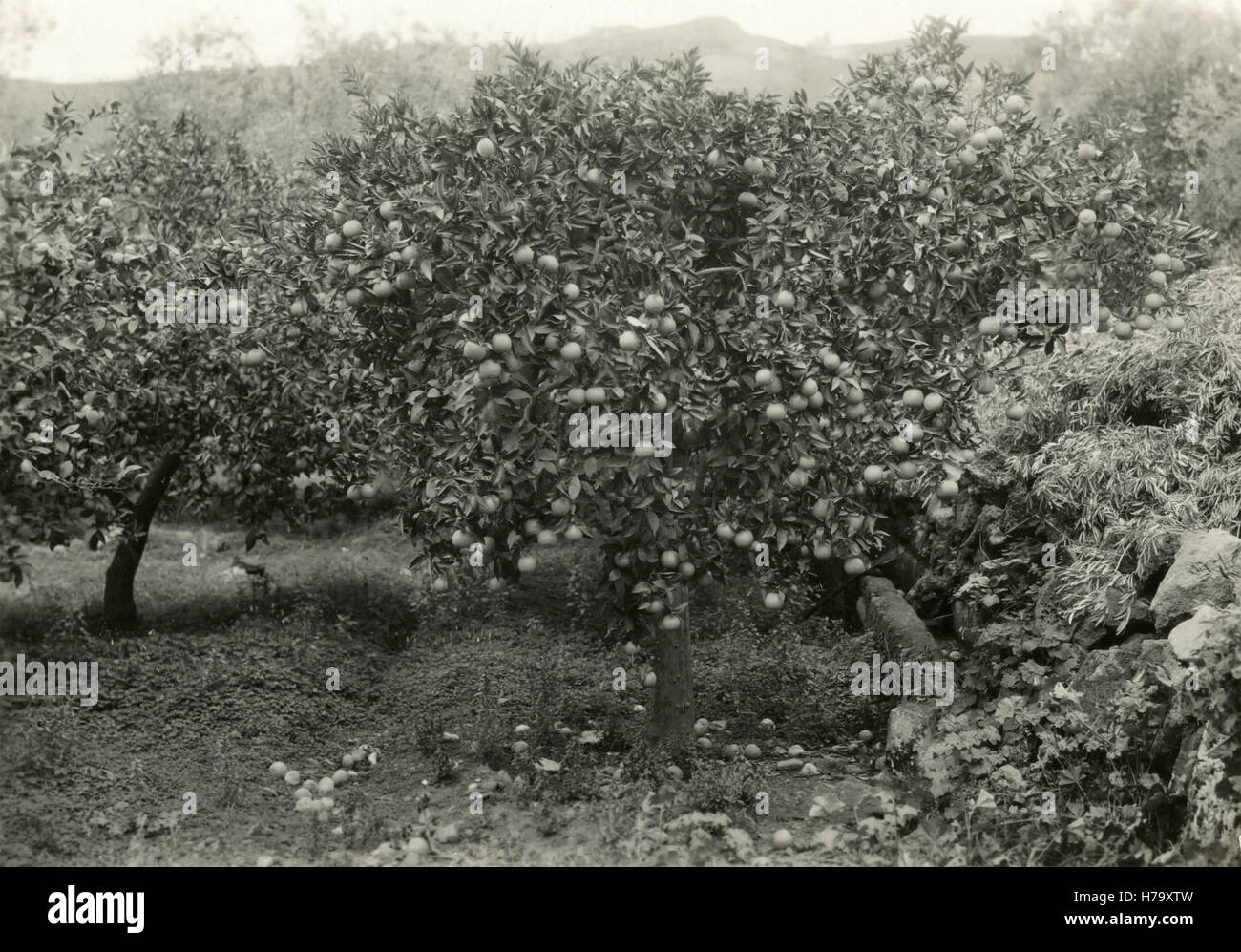 Belladonna belladonna hi-res stock photography and images - Alamy