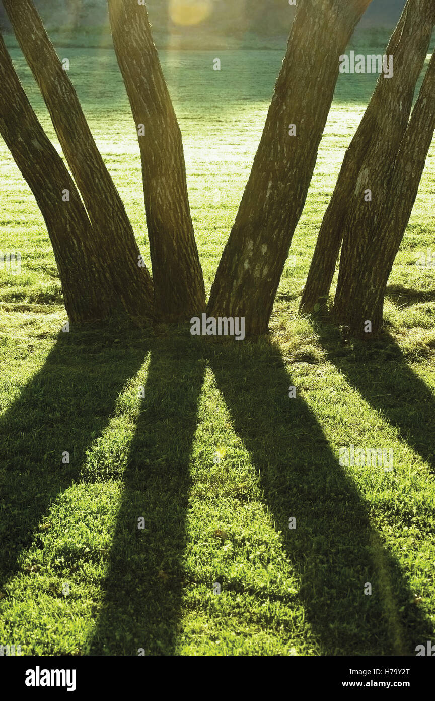 Early Summer Morning Dawn, Sunrise Shaded Backlit Park Trees, Bright ...