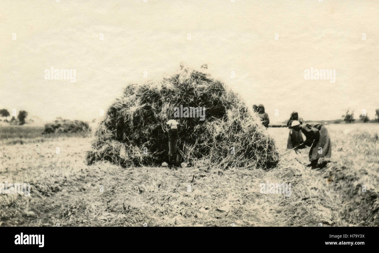 Loading a camel with forage hi-res stock photography and images - Alamy