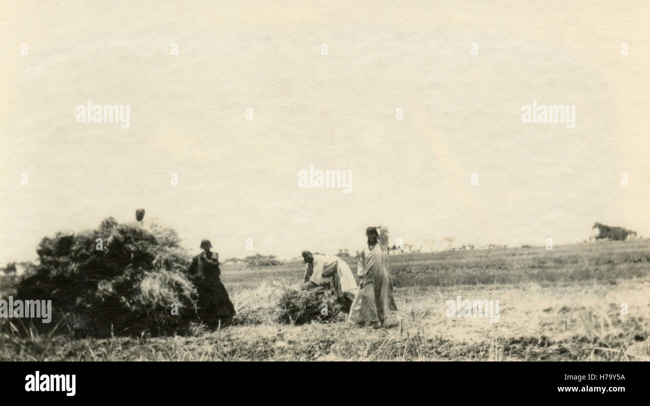 Loading a camel with forage hi-res stock photography and images - Alamy