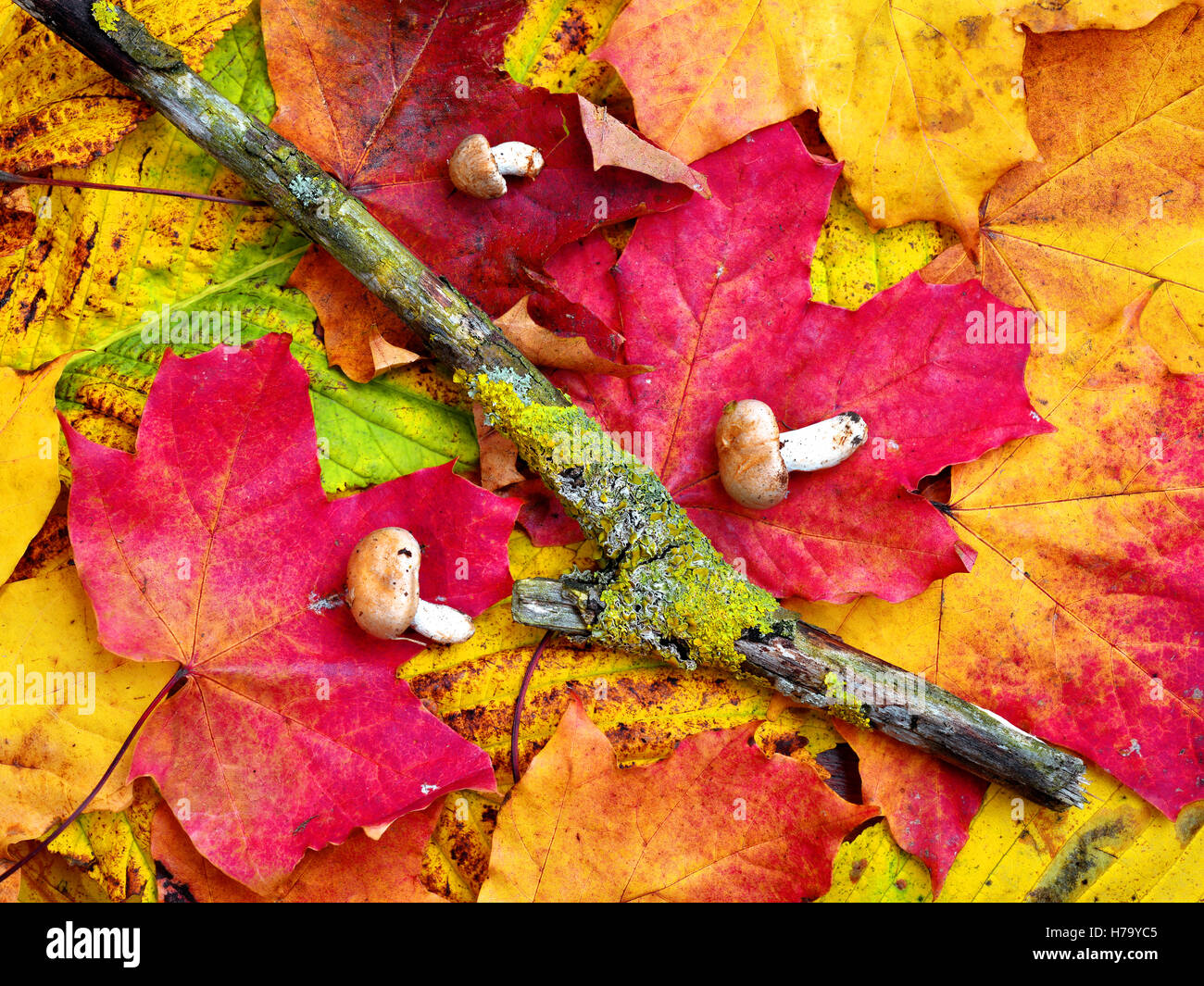 Autumn leaves and mushrooms Stock Photo - Alamy