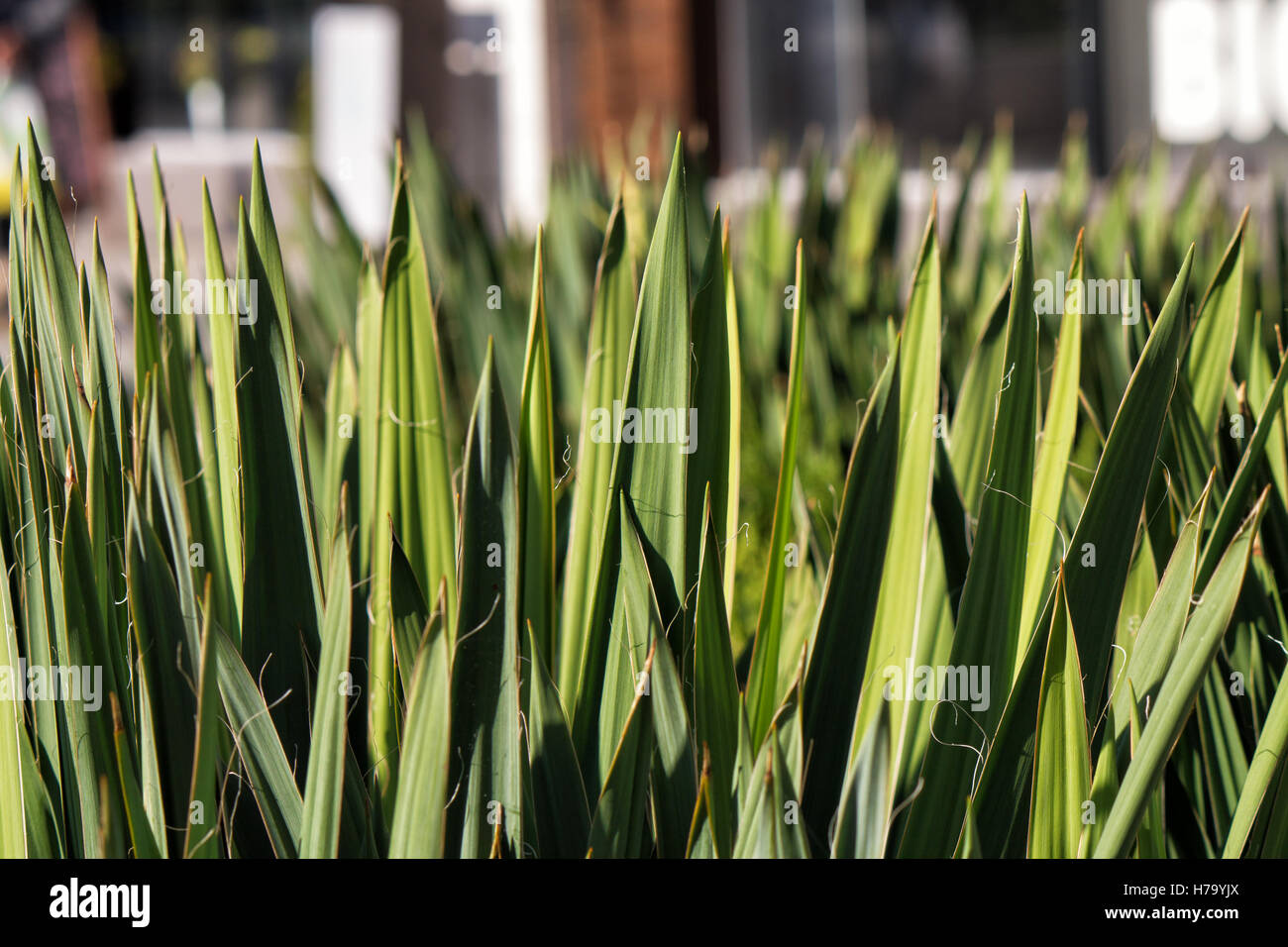 Growing season green plants hi-res stock photography and images - Alamy