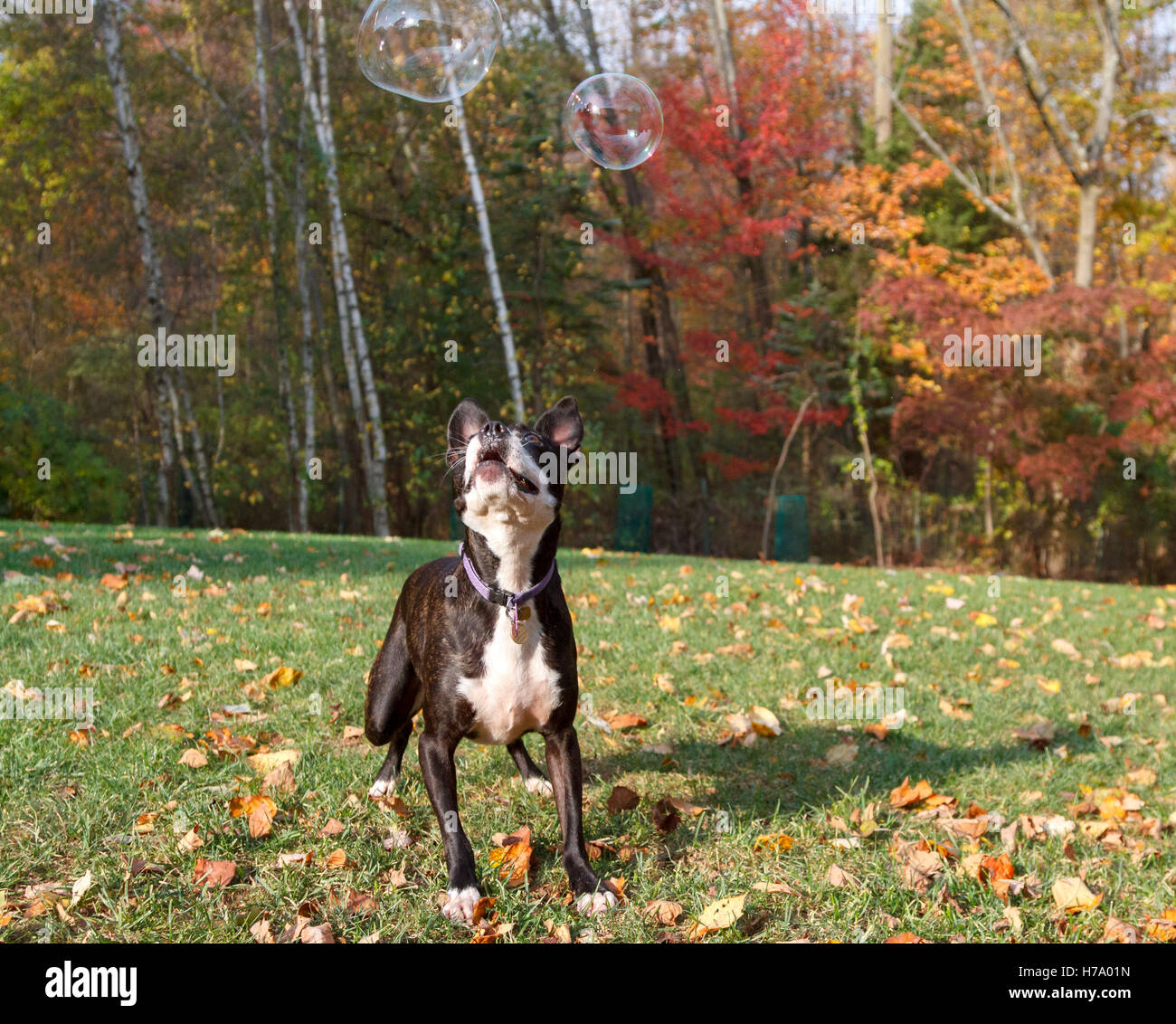 Young Dog playing with Bubbles Stock Photo - Alamy