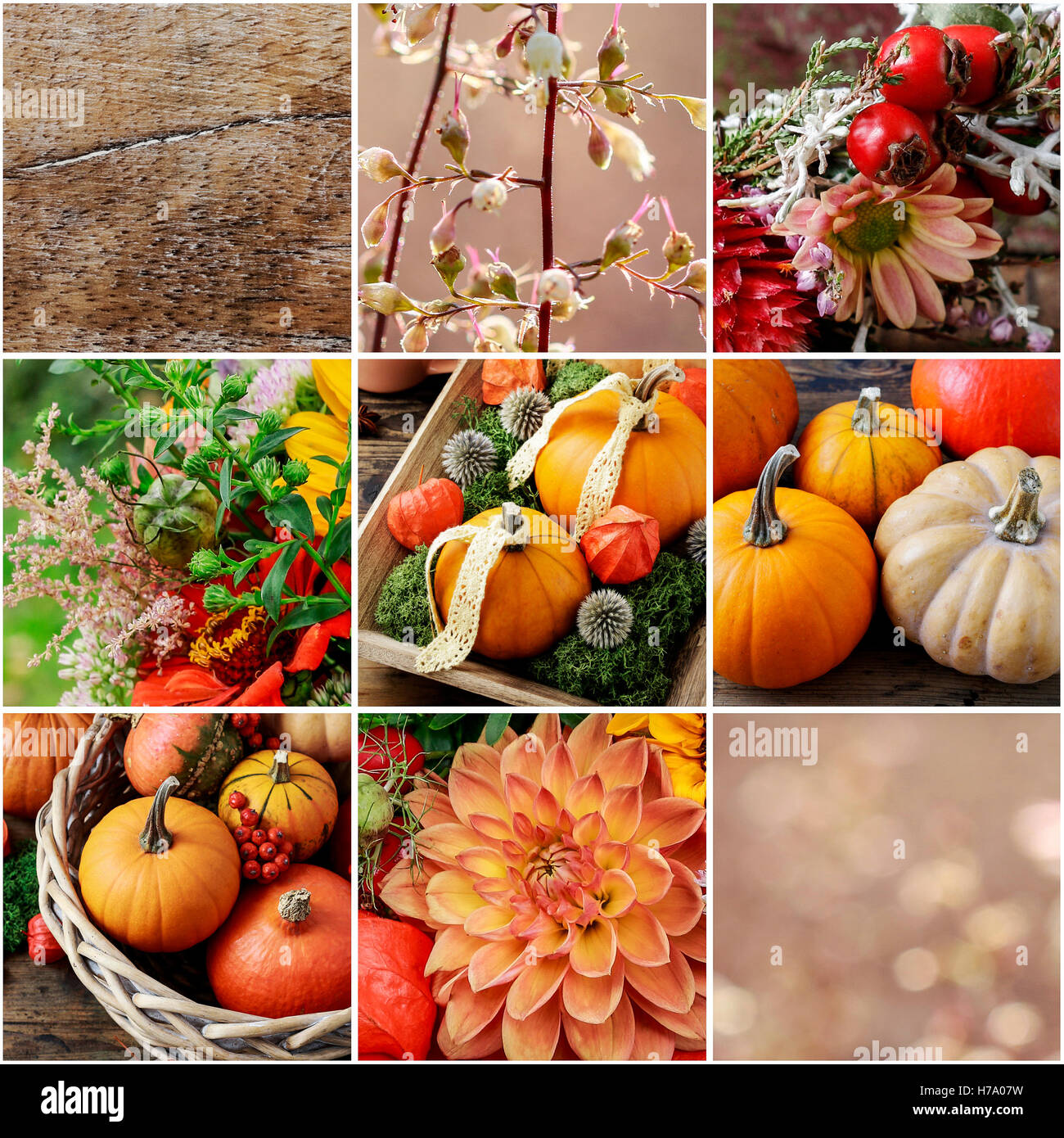 Collage with autumn plants. Autumn backgrounds Stock Photo - Alamy