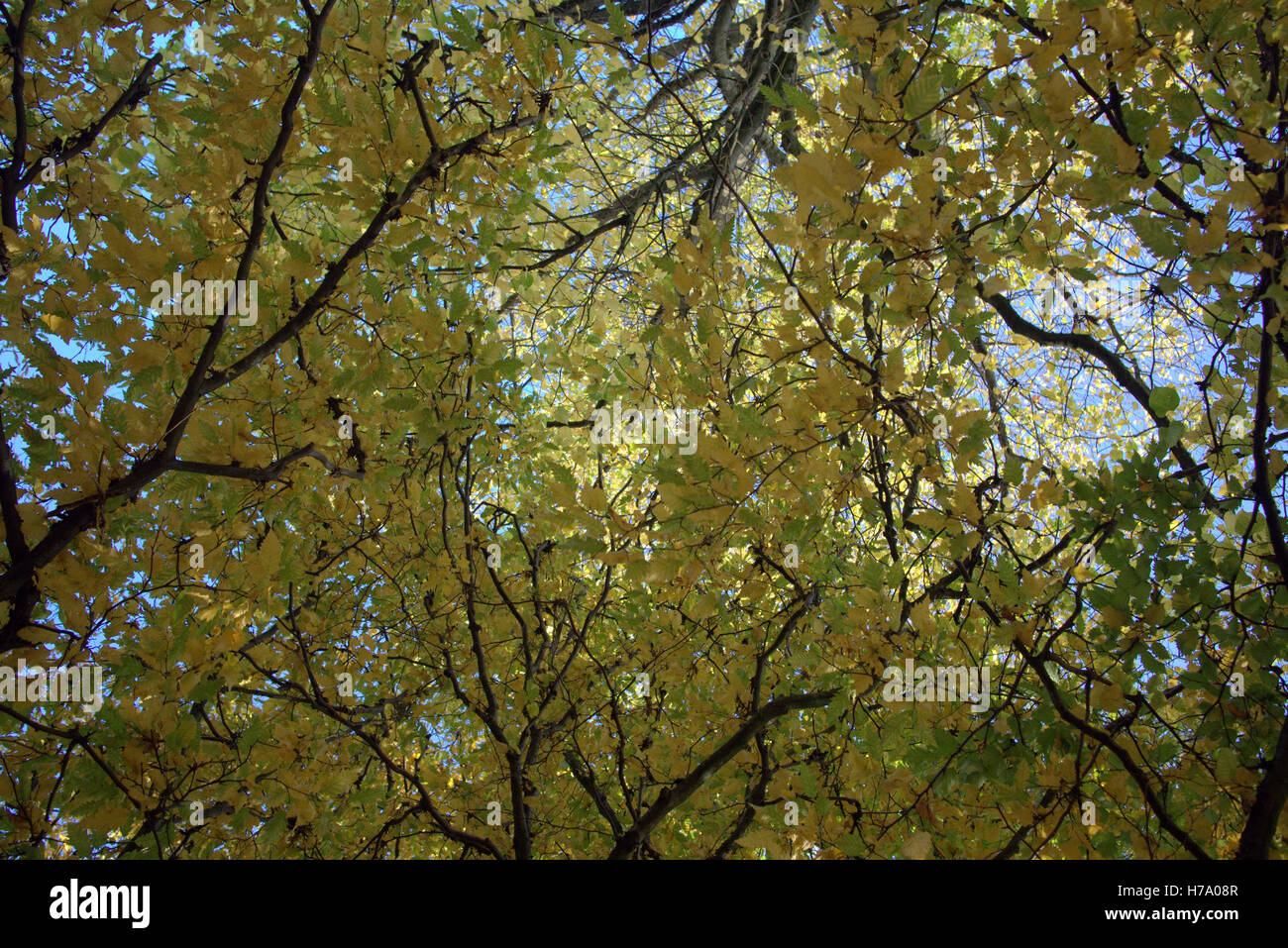 Autumn foliage trees golden leaves patterns and color Stock Photo - Alamy