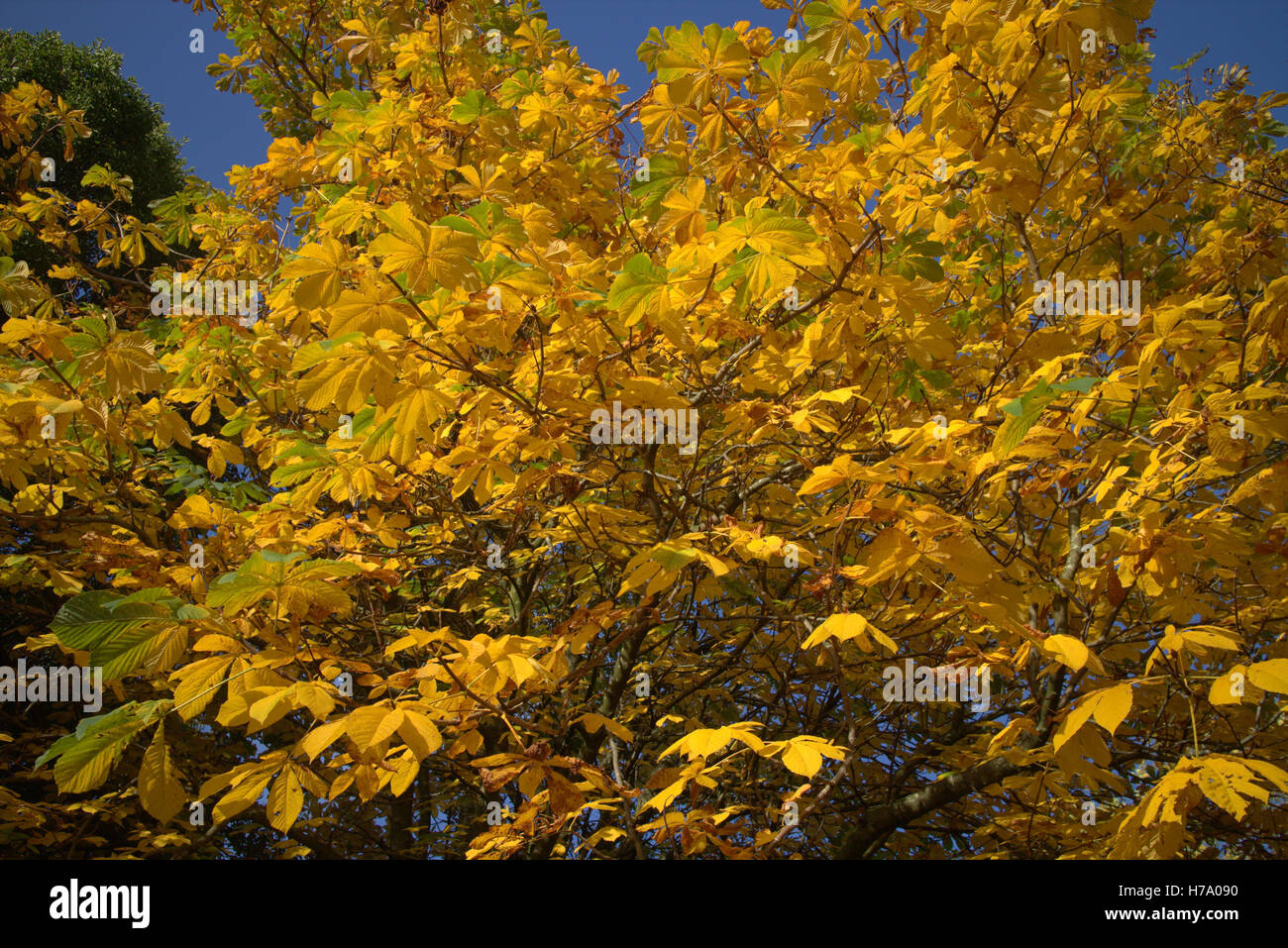 Autumn foliage trees golden leaves patterns and color Stock Photo - Alamy