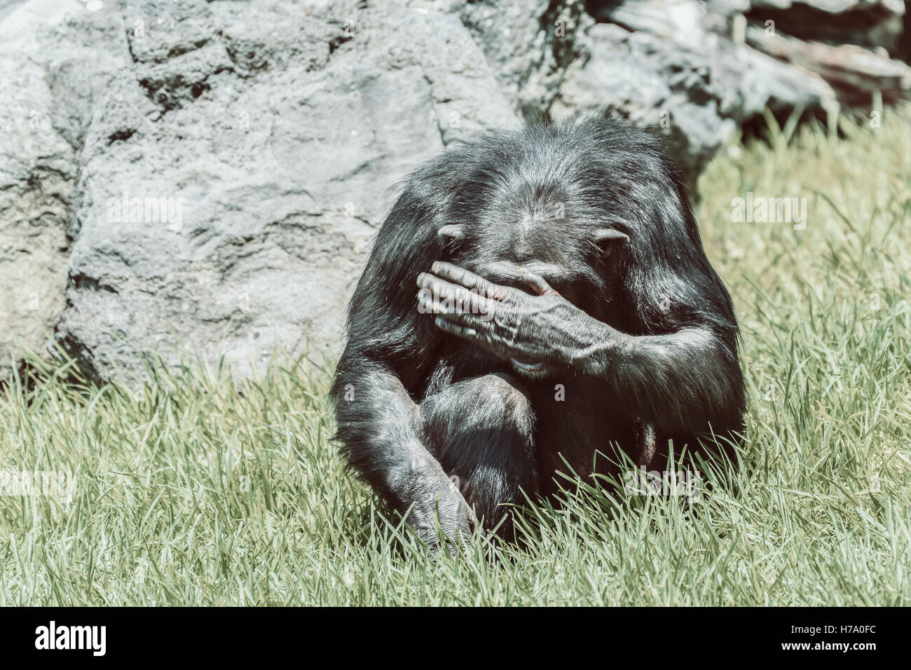 African Chimpanzee Hiding His Face Stock Photo - Alamy