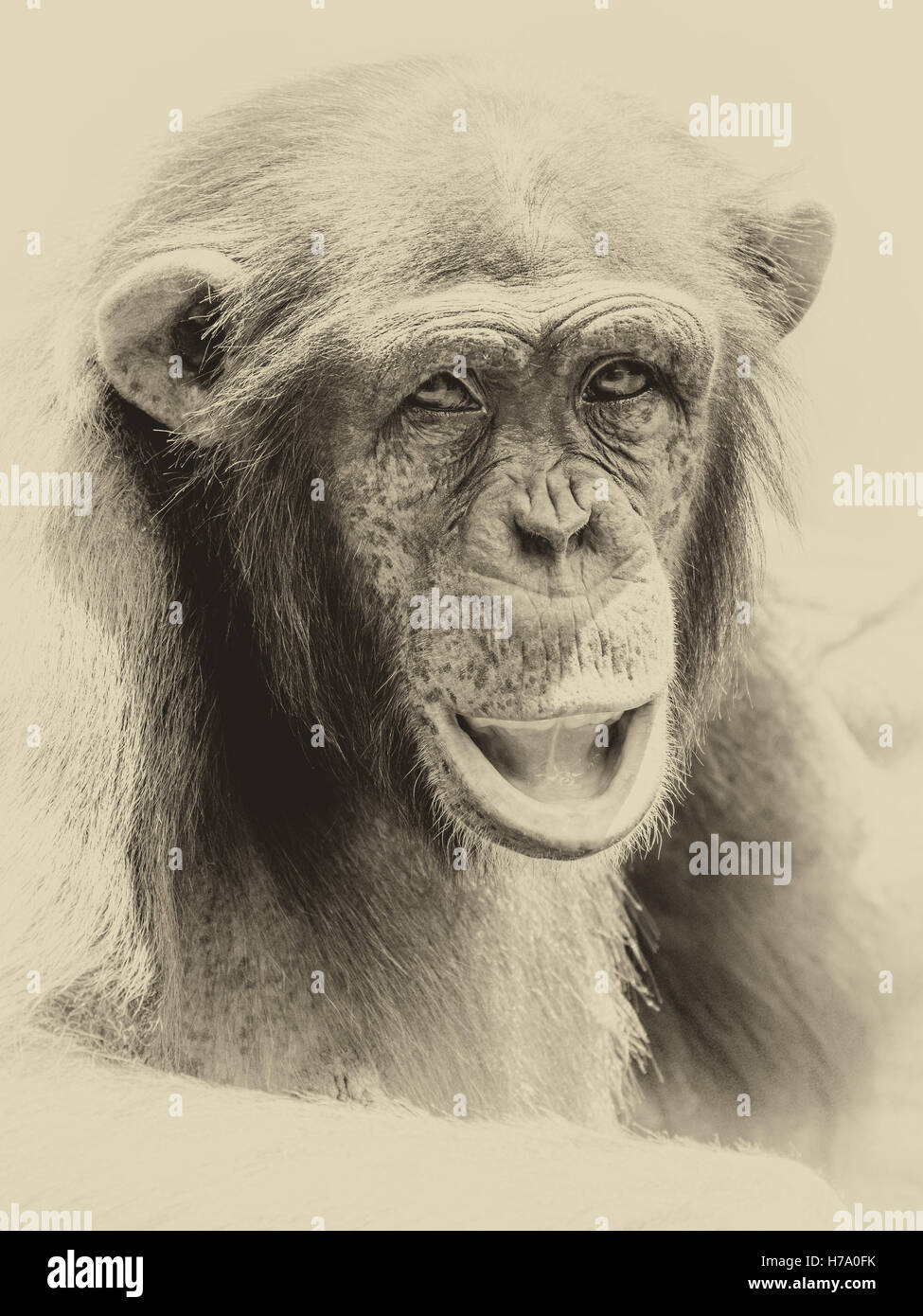 Chimpanzee head hi-res stock photography and images - Alamy