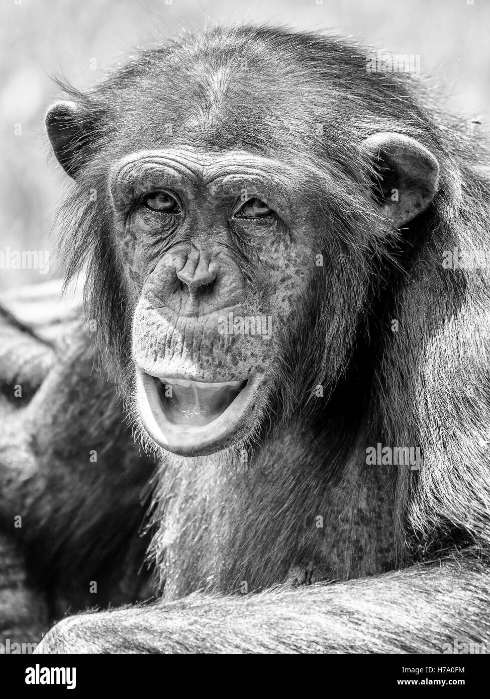 Young chimpanzee looking at you Black and White Stock Photos & Images ...