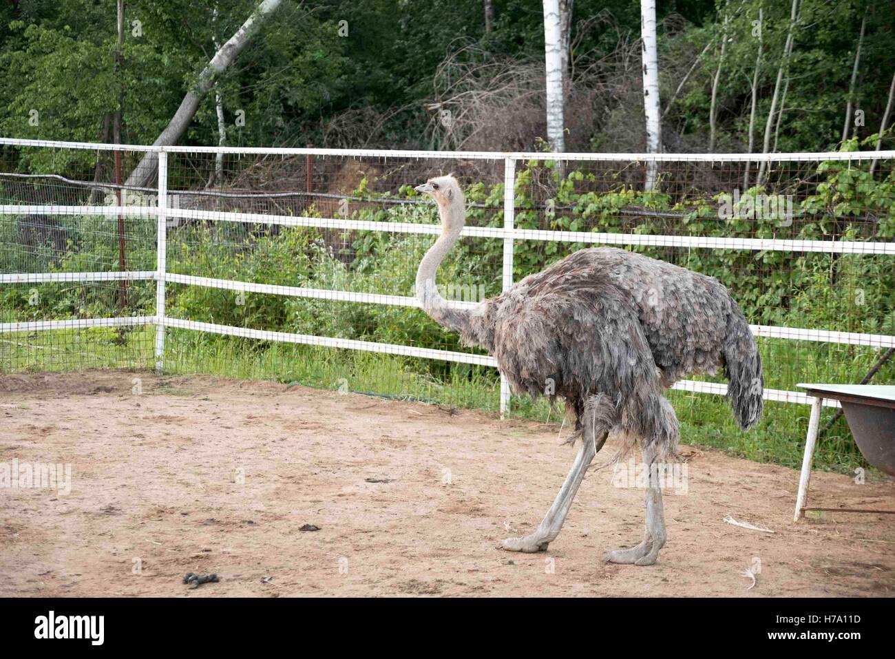Ostrich with dry arid landscape and trees on the background Stock Photo ...