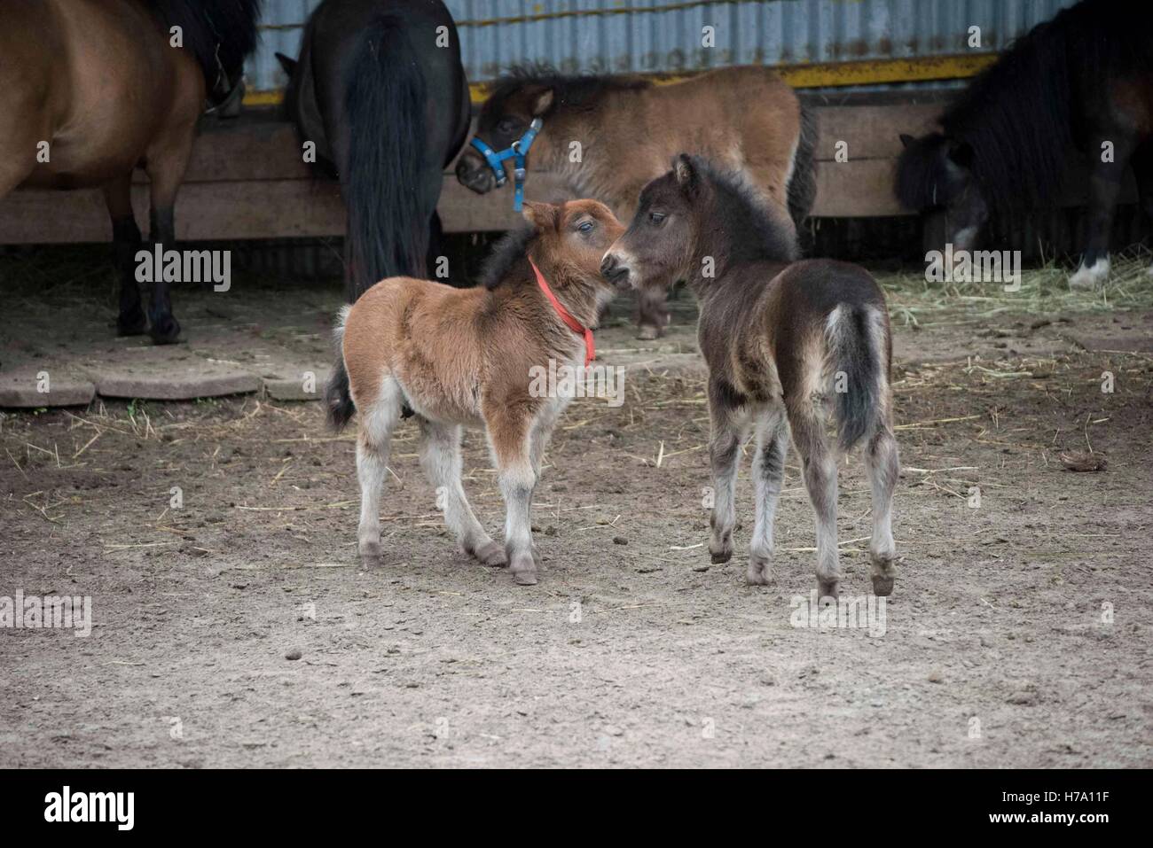 Mini dwarf horse in a pasture at a farm. foal mini horse Stock Photo ...