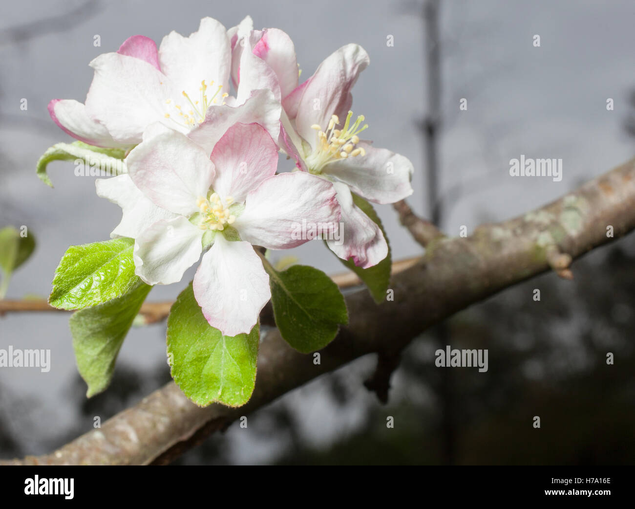 Apple tree flowers granny smith hi-res stock photography and images - Alamy