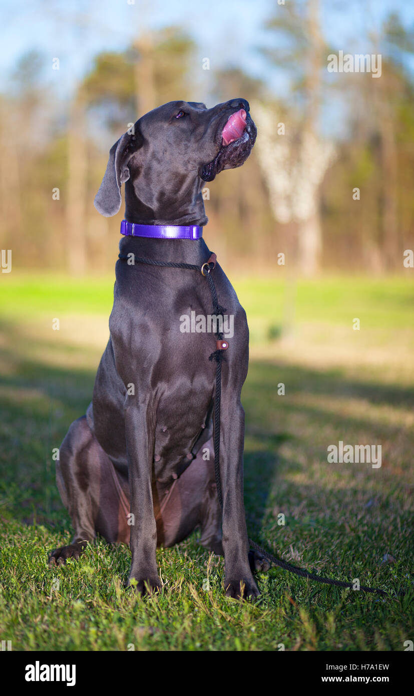 Purebred gray Great Dane that is licking its lips Stock Photo - Alamy
