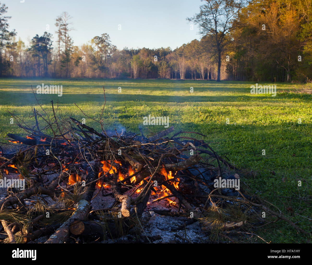 Grassy brush hi-res stock photography and images - Alamy