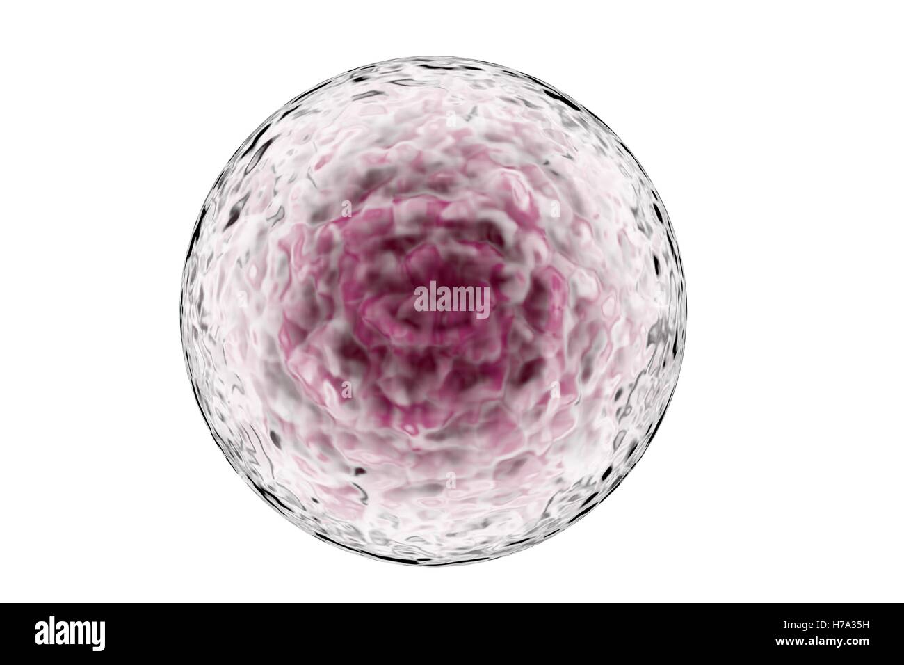 Stem Cells, Stem Cell Illustration, Stem Cell Nucleus, Stem Cell Stock ...