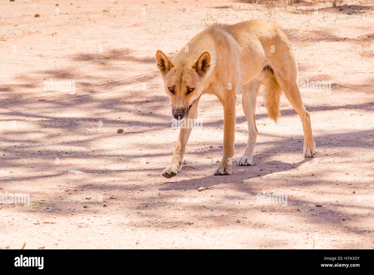 Healthy dingo walking, Northern Territory, Australia Stock Photo - Alamy