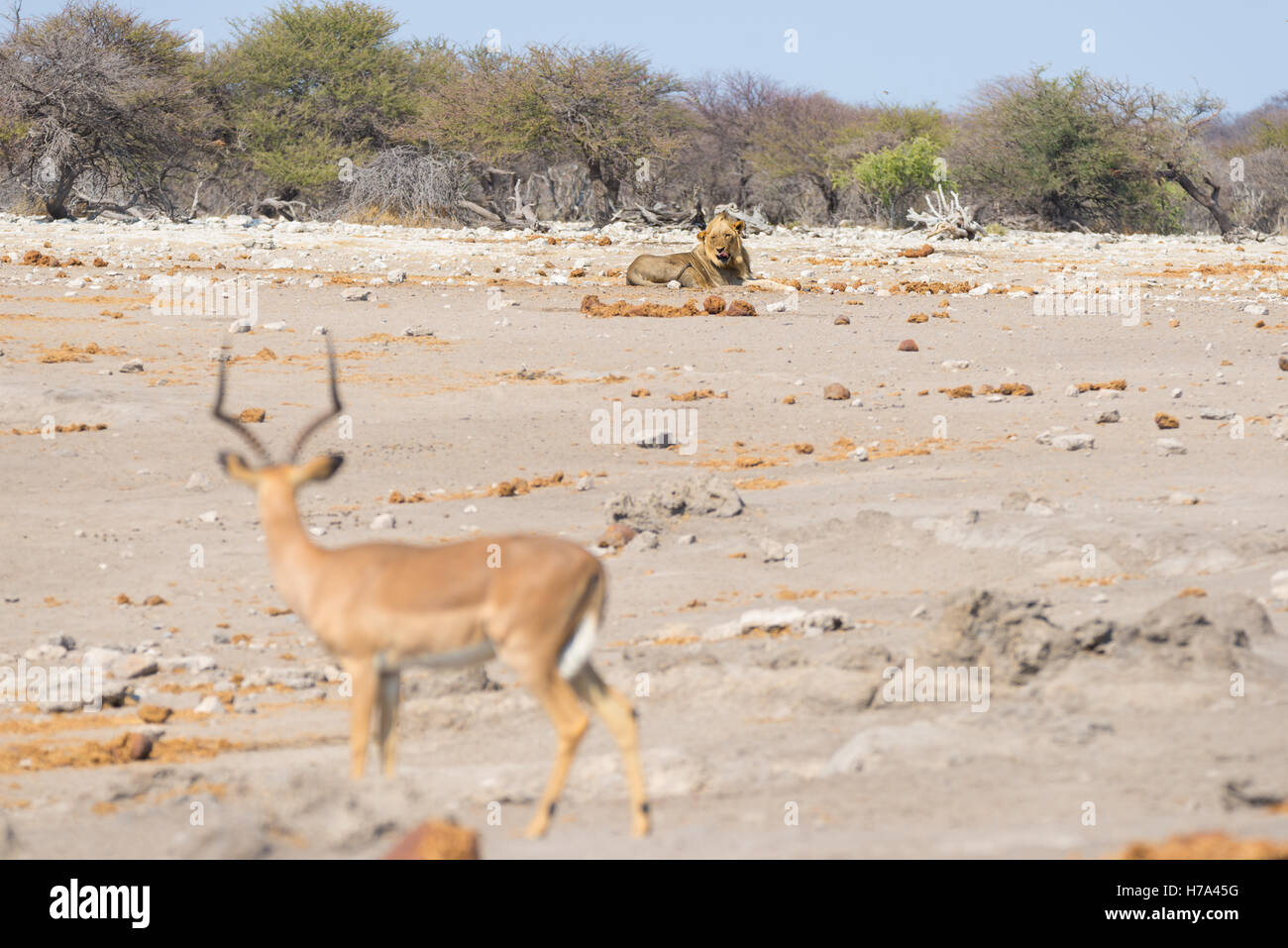 Lion impala hi-res stock photography and images - Alamy