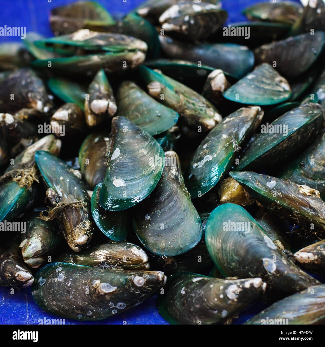 Green mussels on a fish market, seafood Stock Photo - Alamy