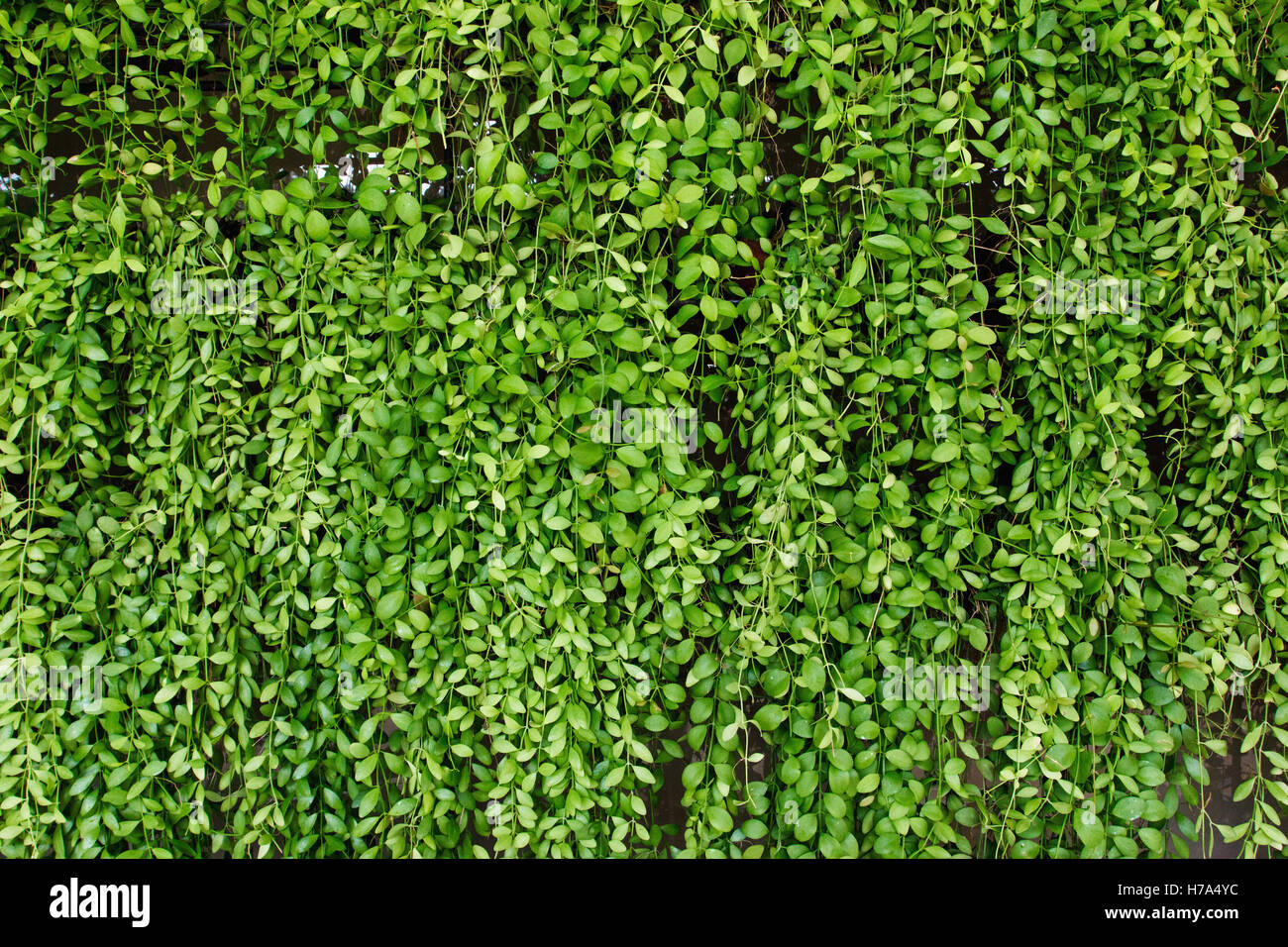 Green plant botany background. Great for text Stock Photo - Alamy