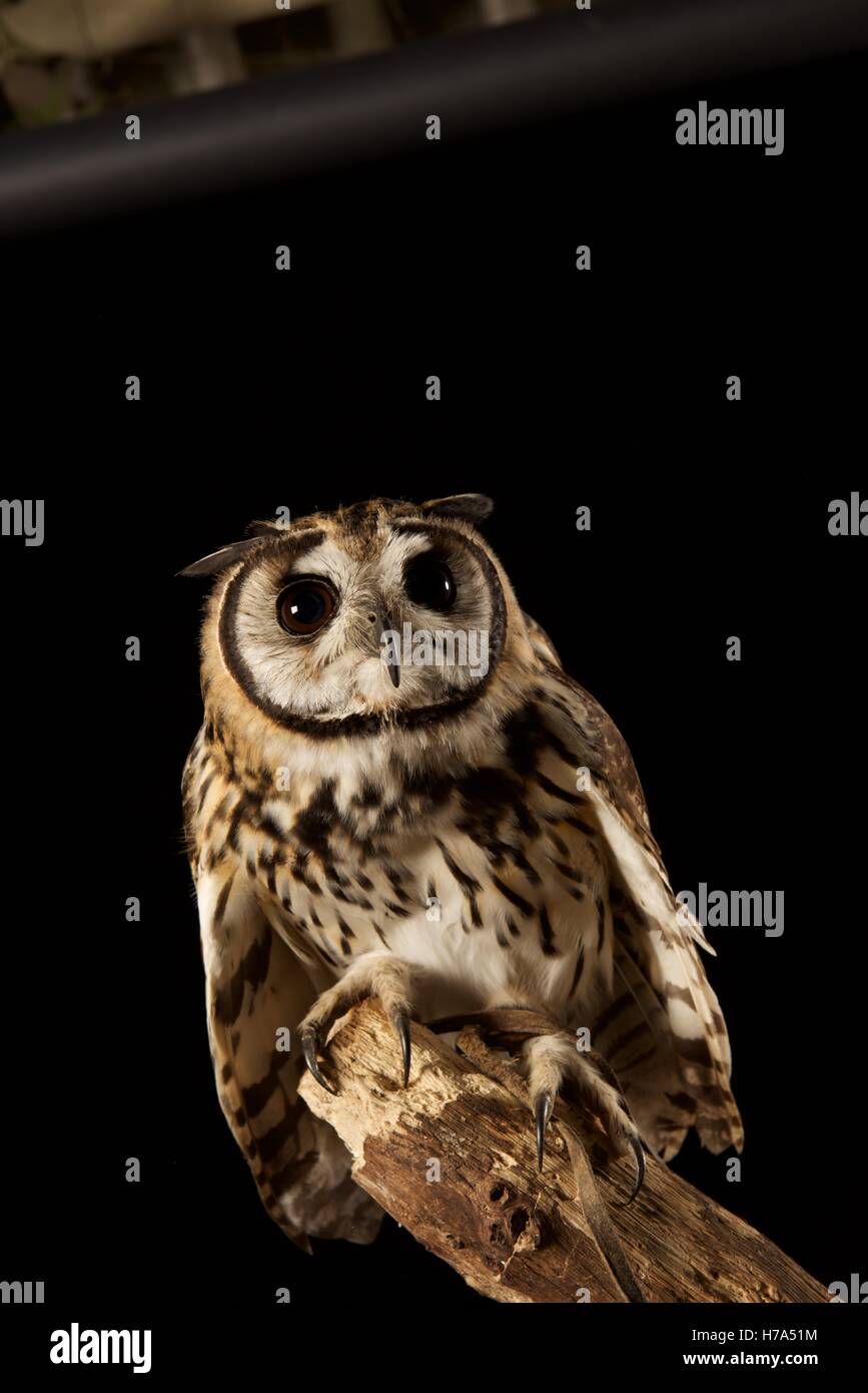 Front facing claws hi-res stock photography and images - Alamy