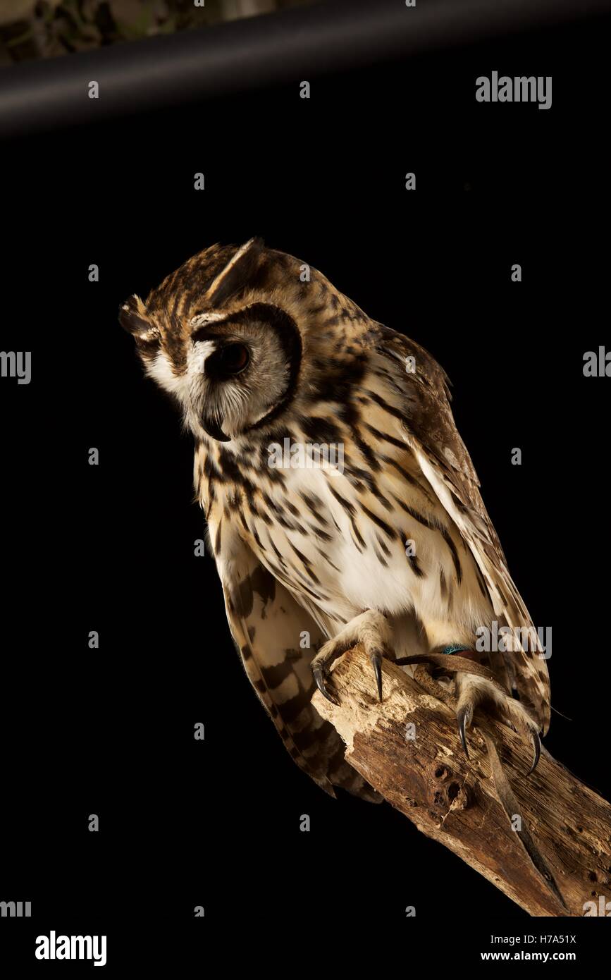 Speckled striped plumage hi-res stock photography and images - Alamy