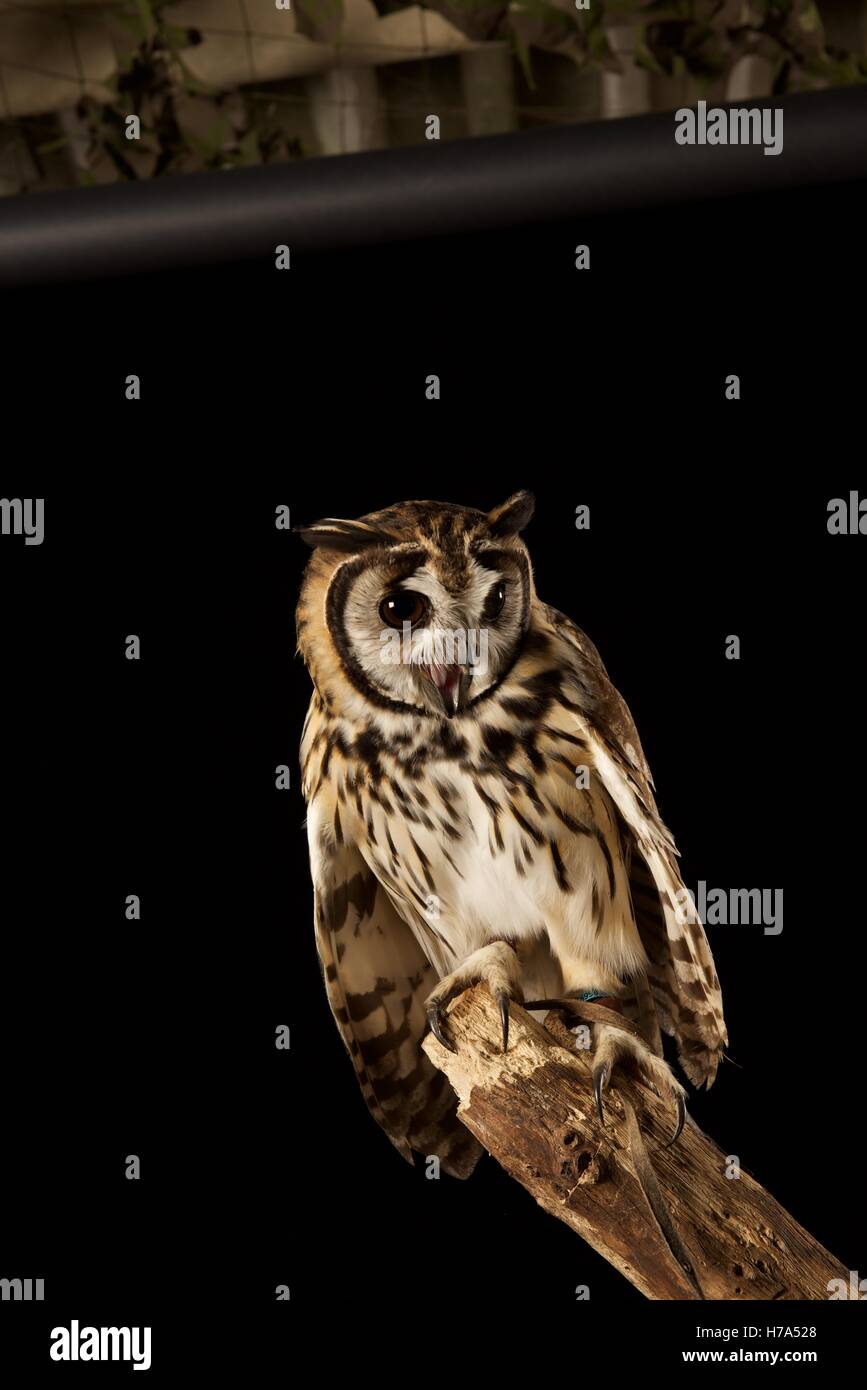 Front facing owl hi-res stock photography and images - Alamy