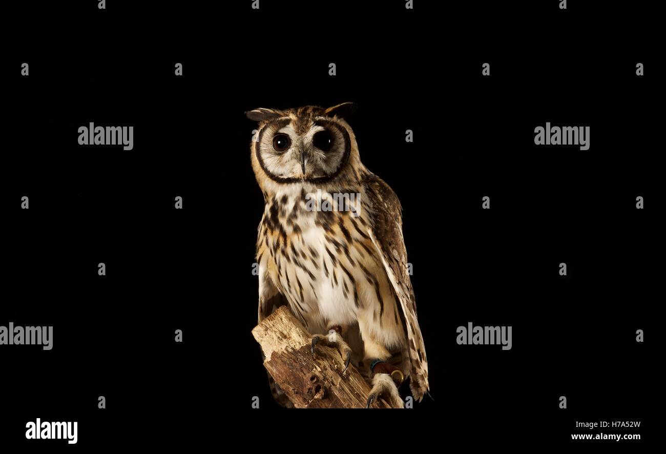 Birds facing hi-res stock photography and images - Alamy