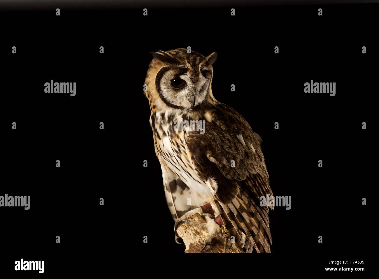 Striped owl facing front Stock Photo - Alamy