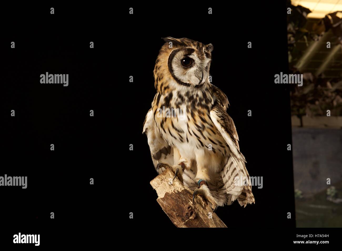 Striped owl facing front Stock Photo - Alamy