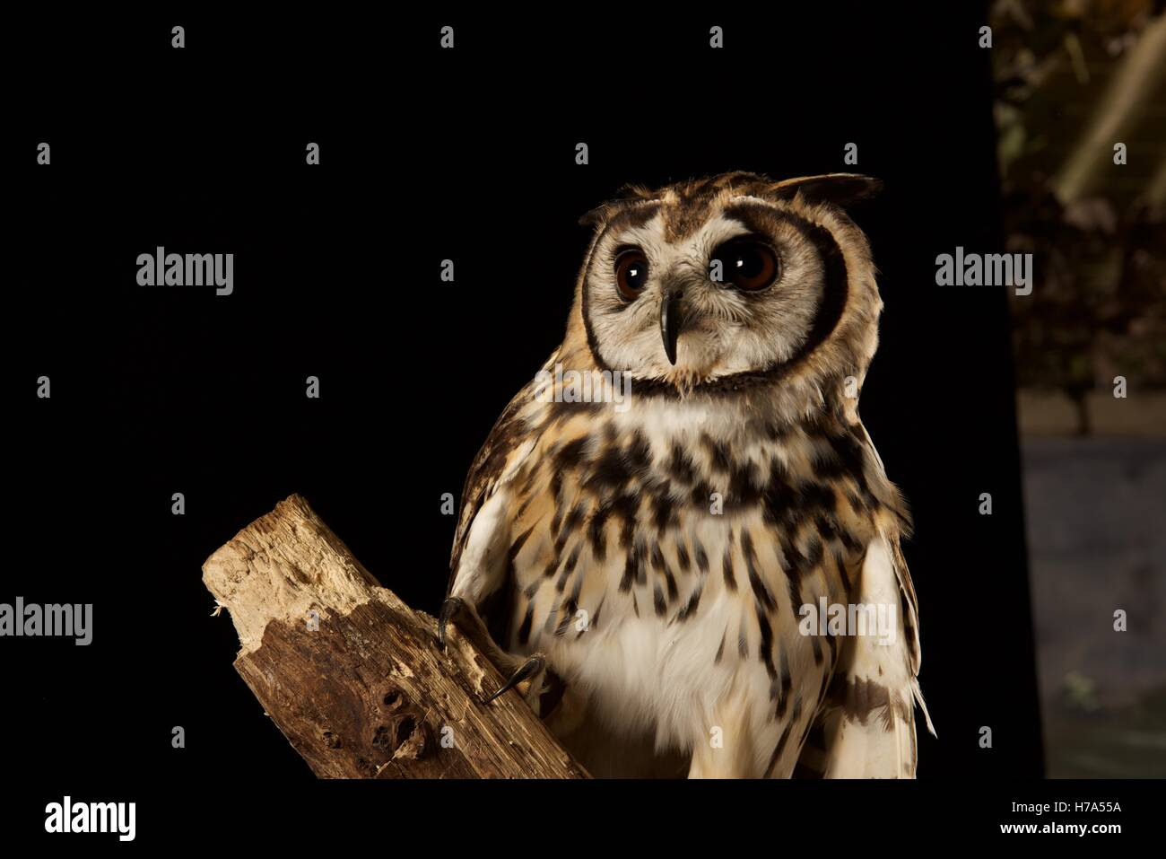 Front facing claws hi-res stock photography and images - Alamy