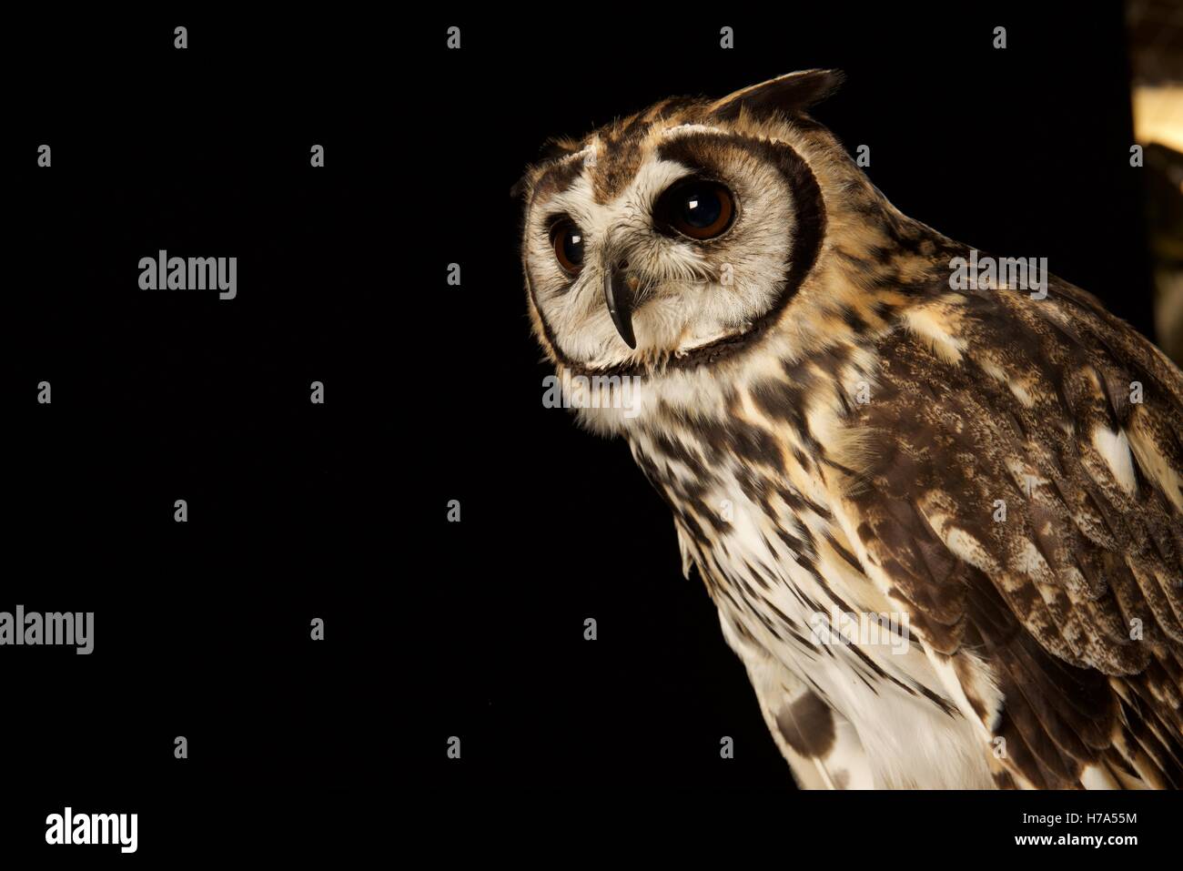 Striped owl facing front Stock Photo - Alamy