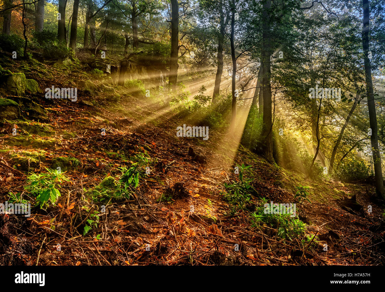 Sunbeams Stock Photos & Sunbeams Stock Images - Alamy