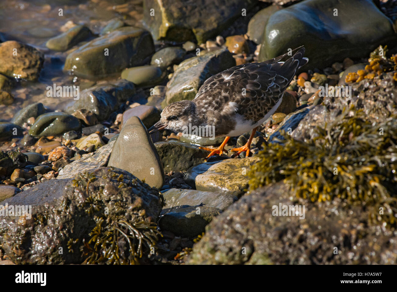 Lifting stone hi-res stock photography and images - Alamy