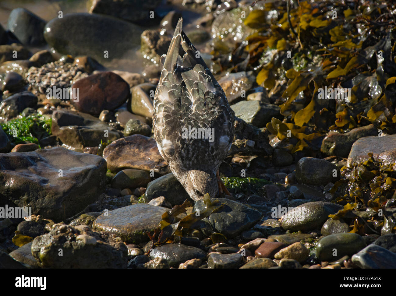 Ruddy Turnstone, Arenaria interpres, juvenile turning over small stone ...