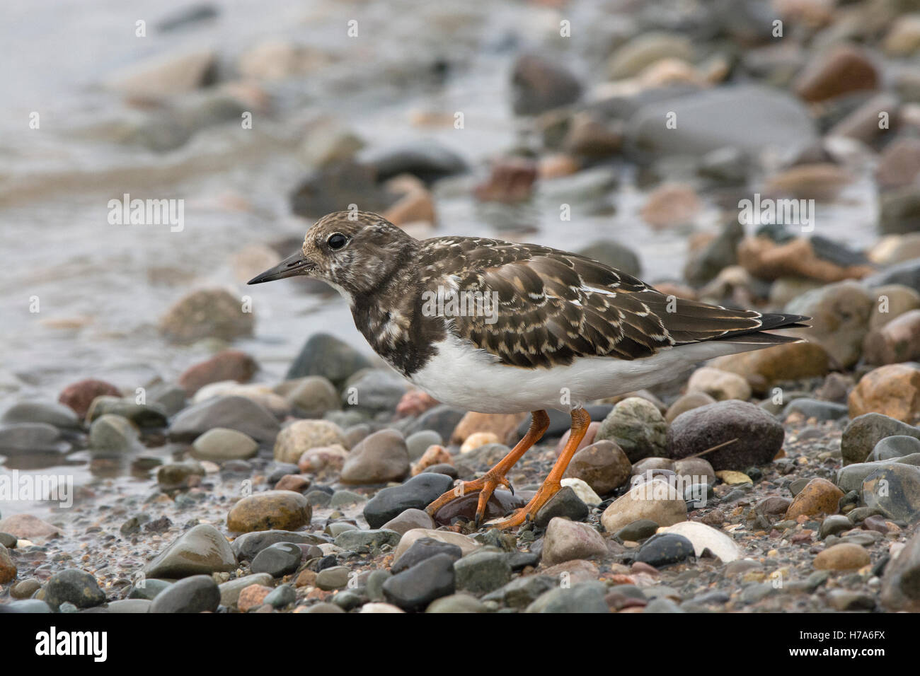 Juvenile Ruddy Turnstone High Resolution Stock Photography and Images ...
