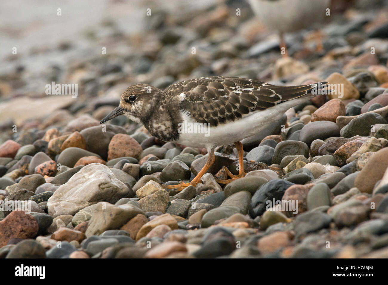 Juvenile turnstone arenaria interpres on hi-res stock photography and ...