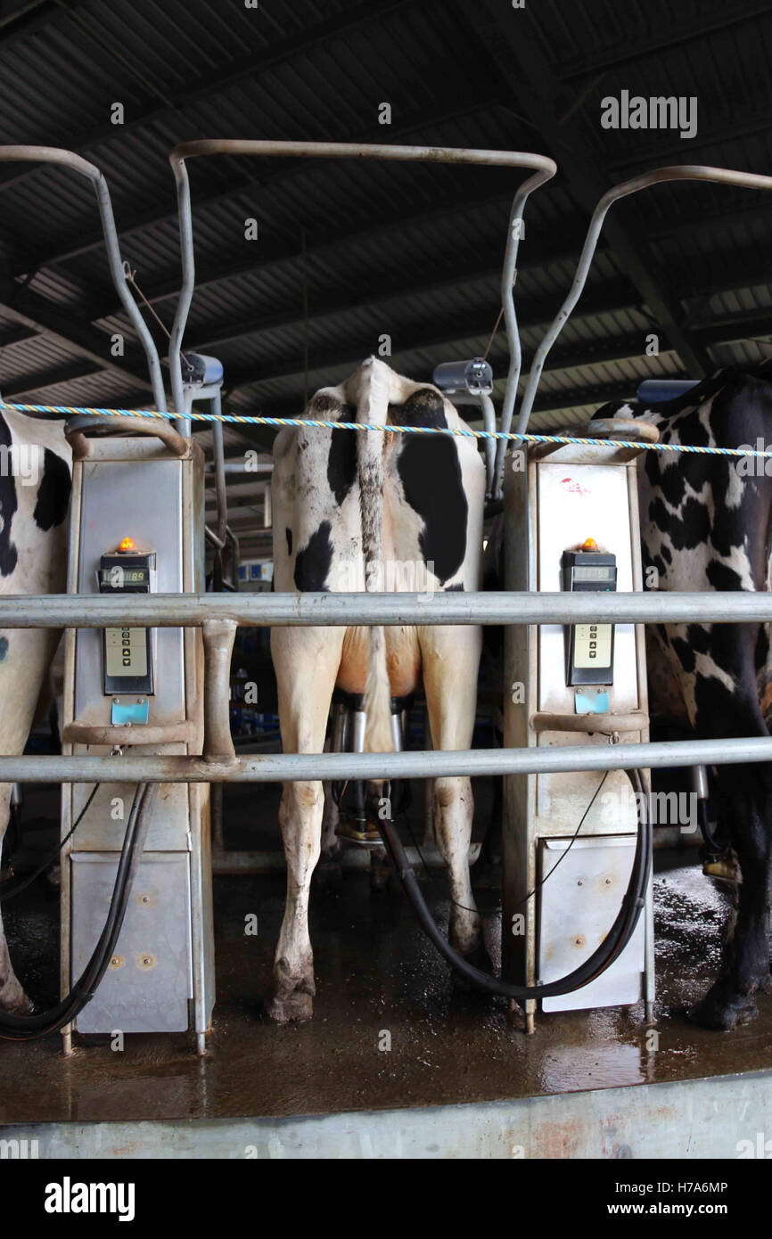 Cow on station platform hi-res stock photography and images - Alamy