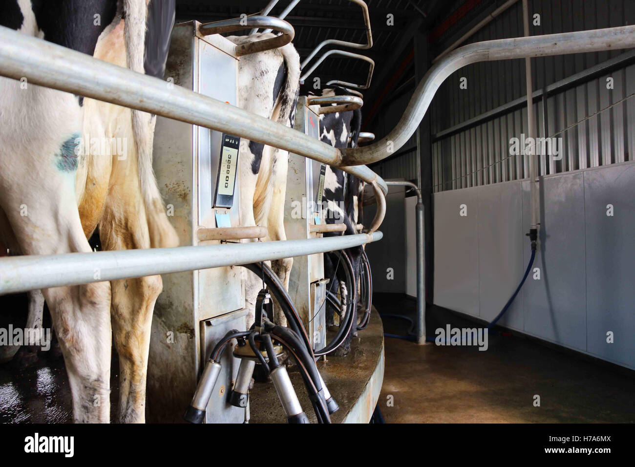 Cow on station platform hi-res stock photography and images - Alamy
