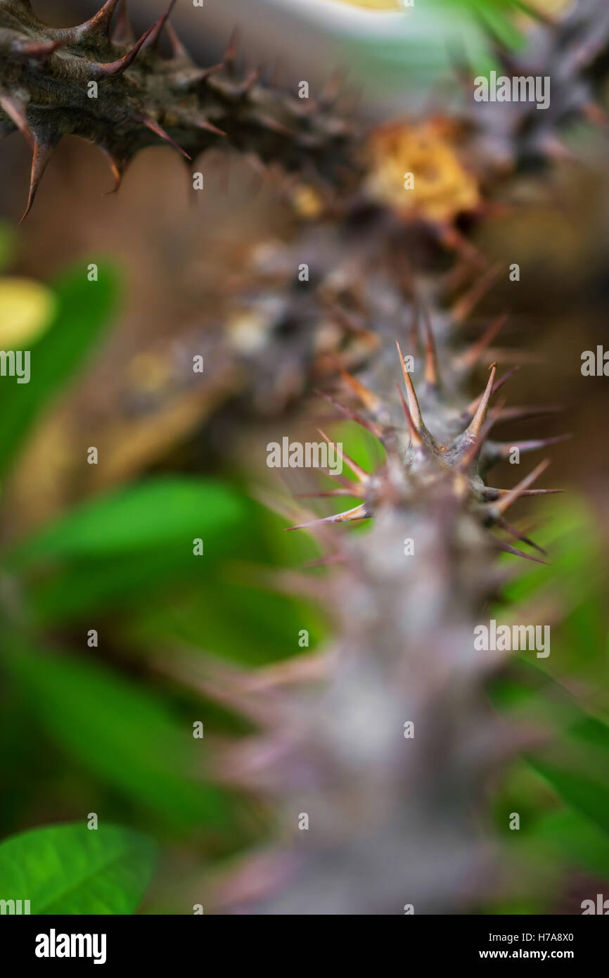macro detail of stem with spines of a tropical ground plant Stock Photo ...