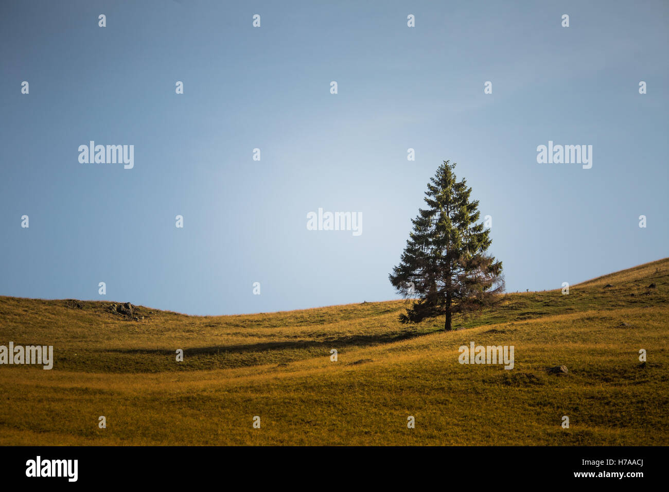 A beautiful Carpathian scenery with a single fir tree Stock Photo - Alamy