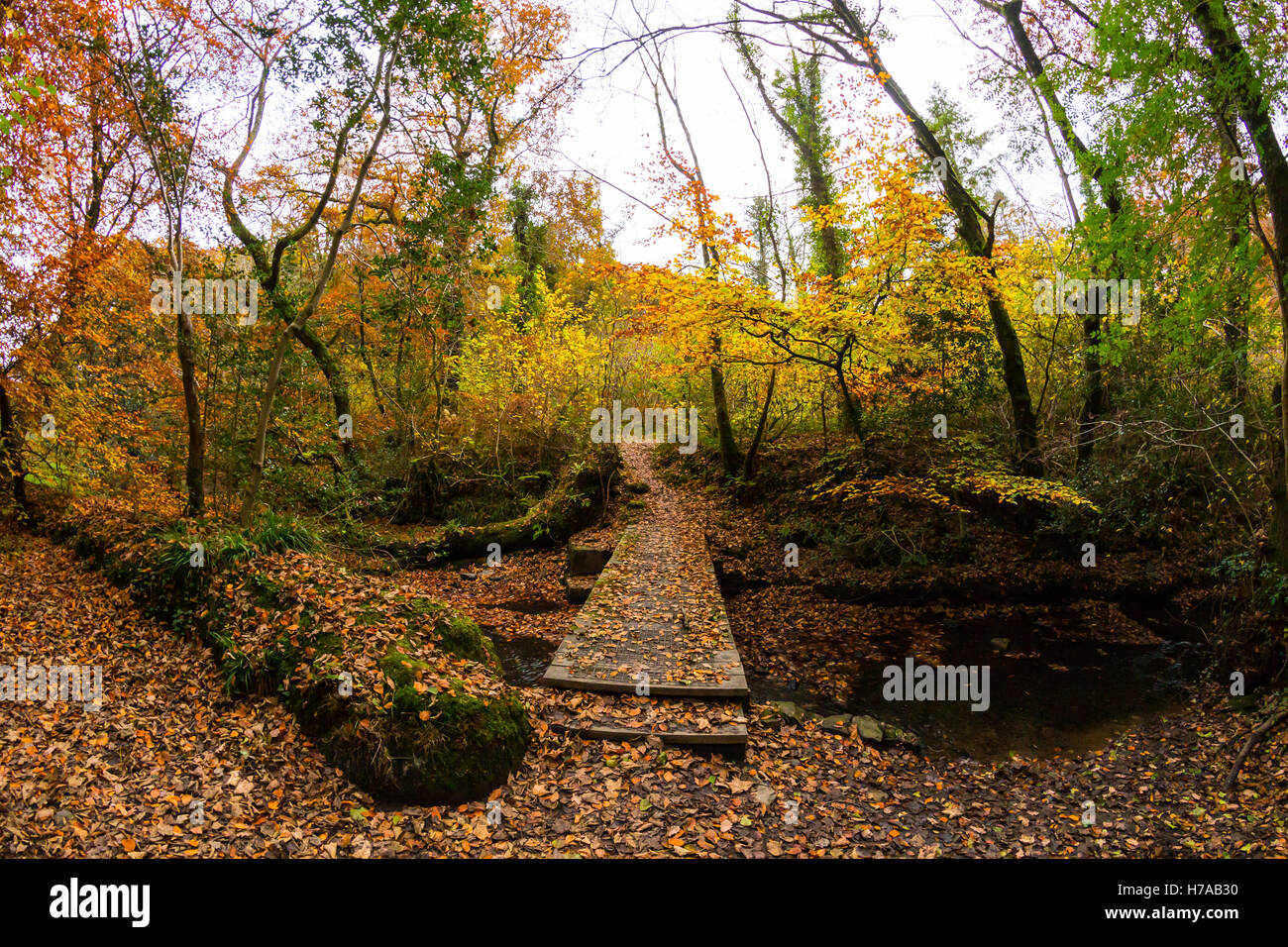 Bridge in the woods hi-res stock photography and images - Alamy