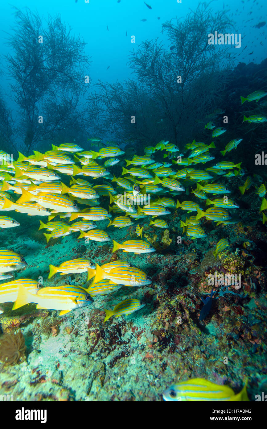 School of Blue striped yellow Snapper (Lutjanus kasmira) fishes, Ari ...