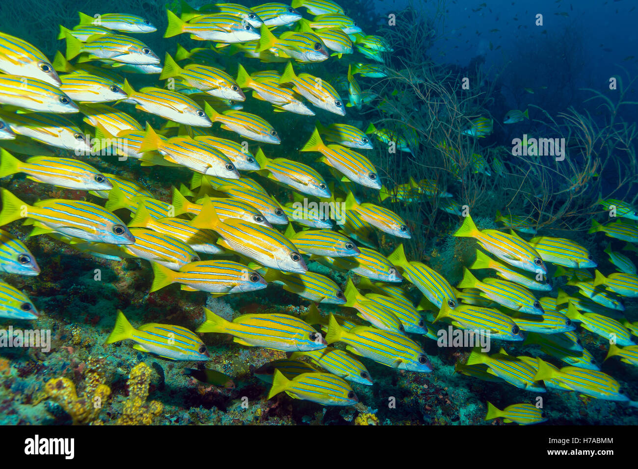 Blue Stripe Snapper Size